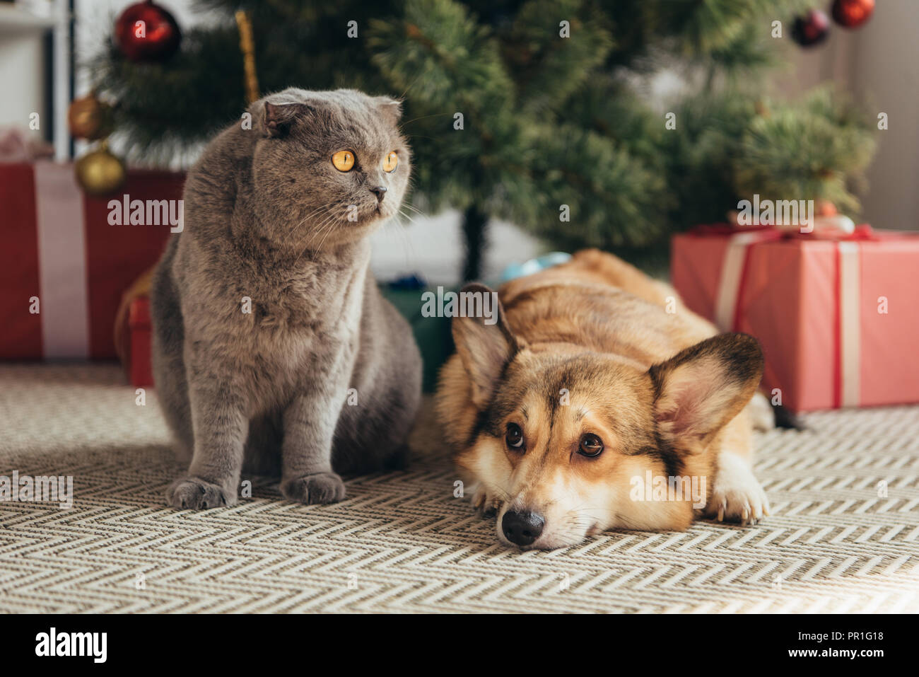 scottish fold cat and welsh corgi dog under christmas tree Stock Photo ...