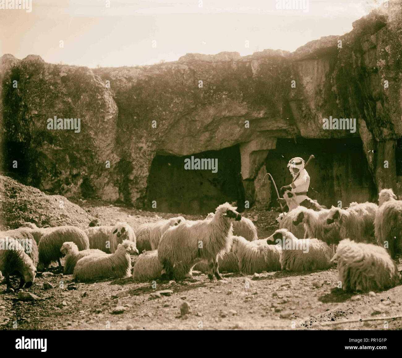 23rd Psalm, sheep 1898, Middle East, Israel and/or Palestine Stock ...