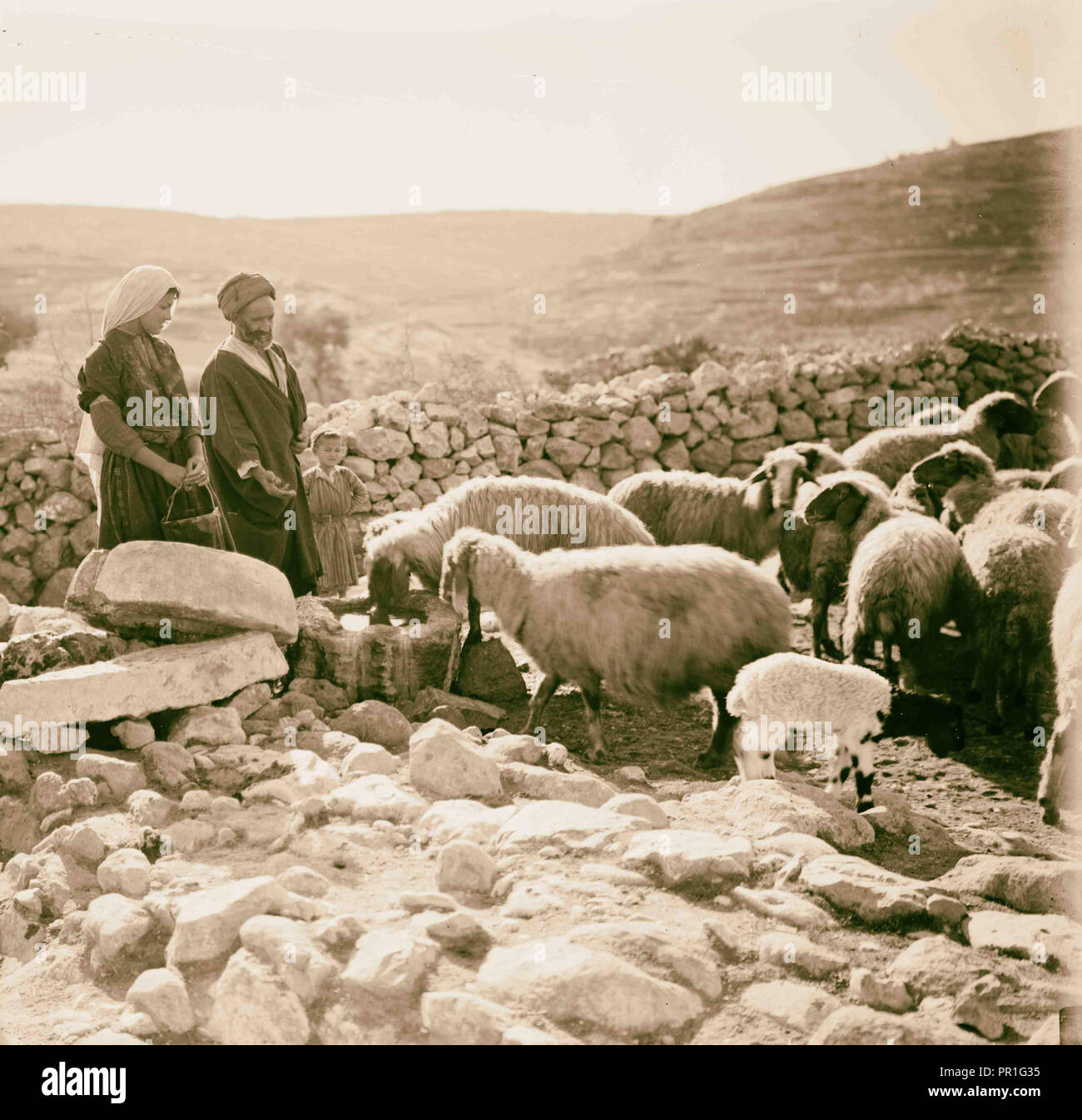 Sheep 1889, Middle East, Israel and/or Palestine Stock Photo - Alamy