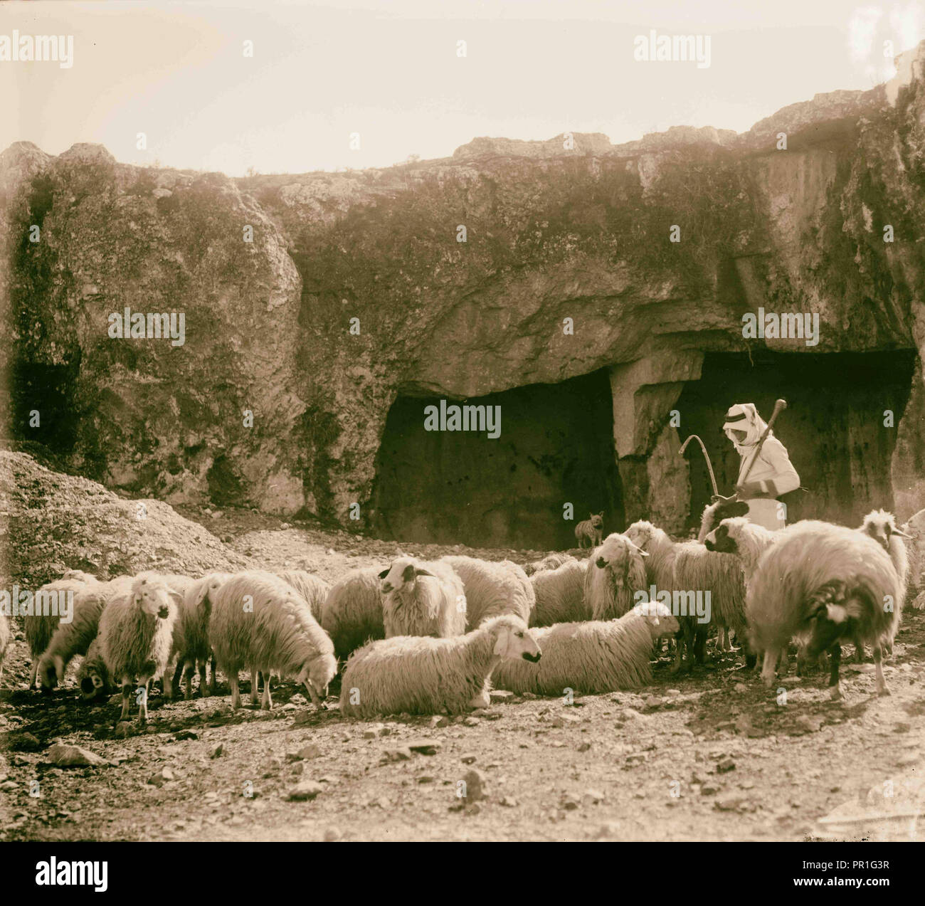 23rd Psalm, sheep 1898, Middle East, Israel and/or Palestine Stock ...