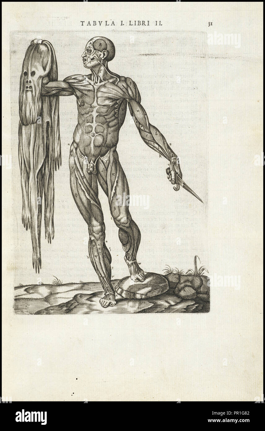 Vesalius hi-res stock photography and images - Alamy