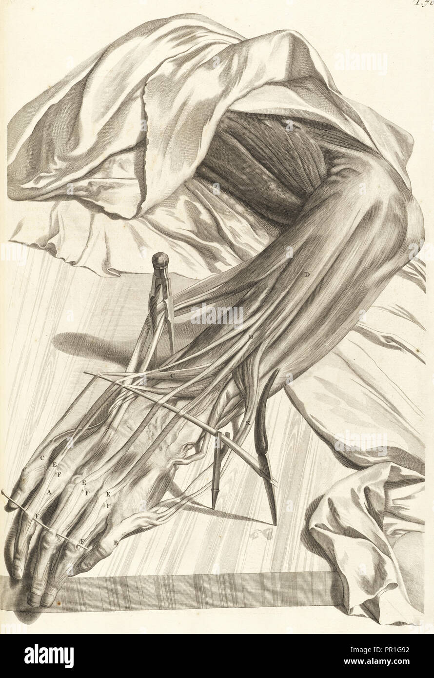 Septuagesima tabula, Godefridi Bidloo, medicinae doctoris and chirurgi ...