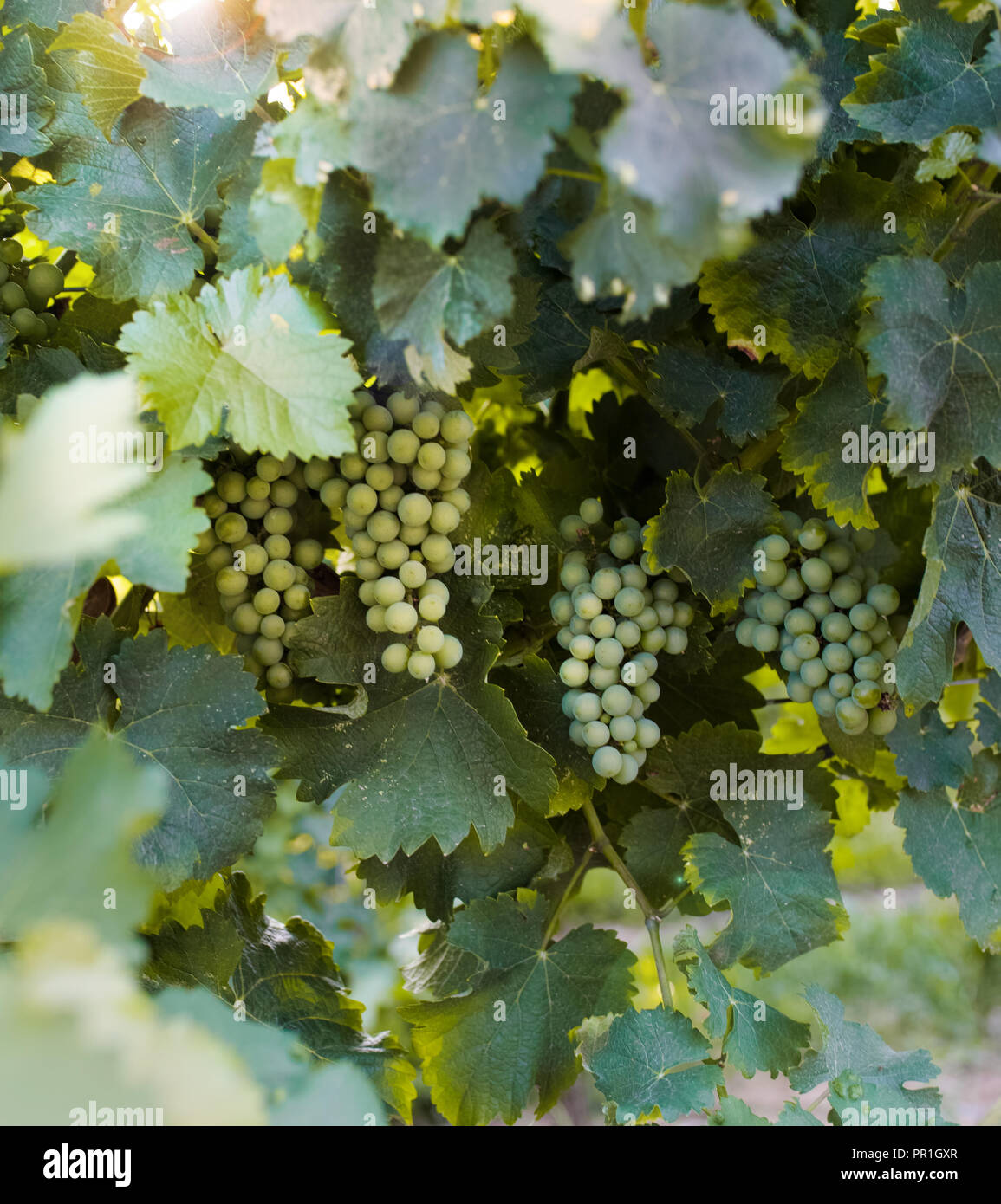 Baco noir hi-res stock photography and images - Alamy