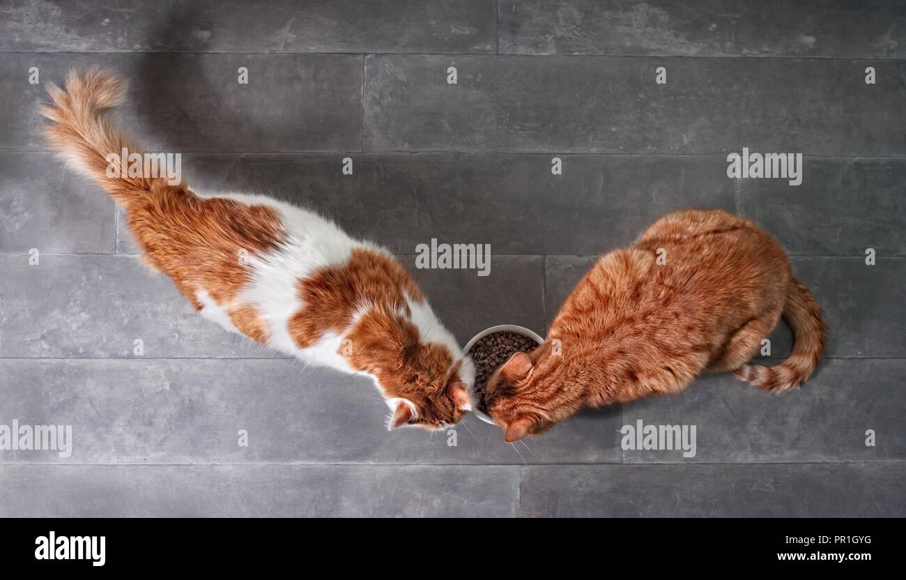Two cute tabby cats eating together dry food from a white bowl seen ...