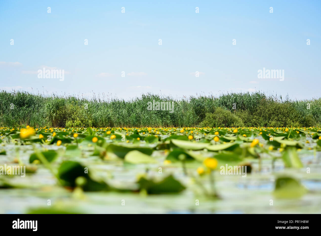 Yellow water lily field Stock Photo - Alamy