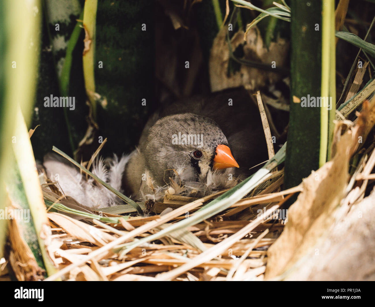 little and cute bird in his nest Stock Photo - Alamy