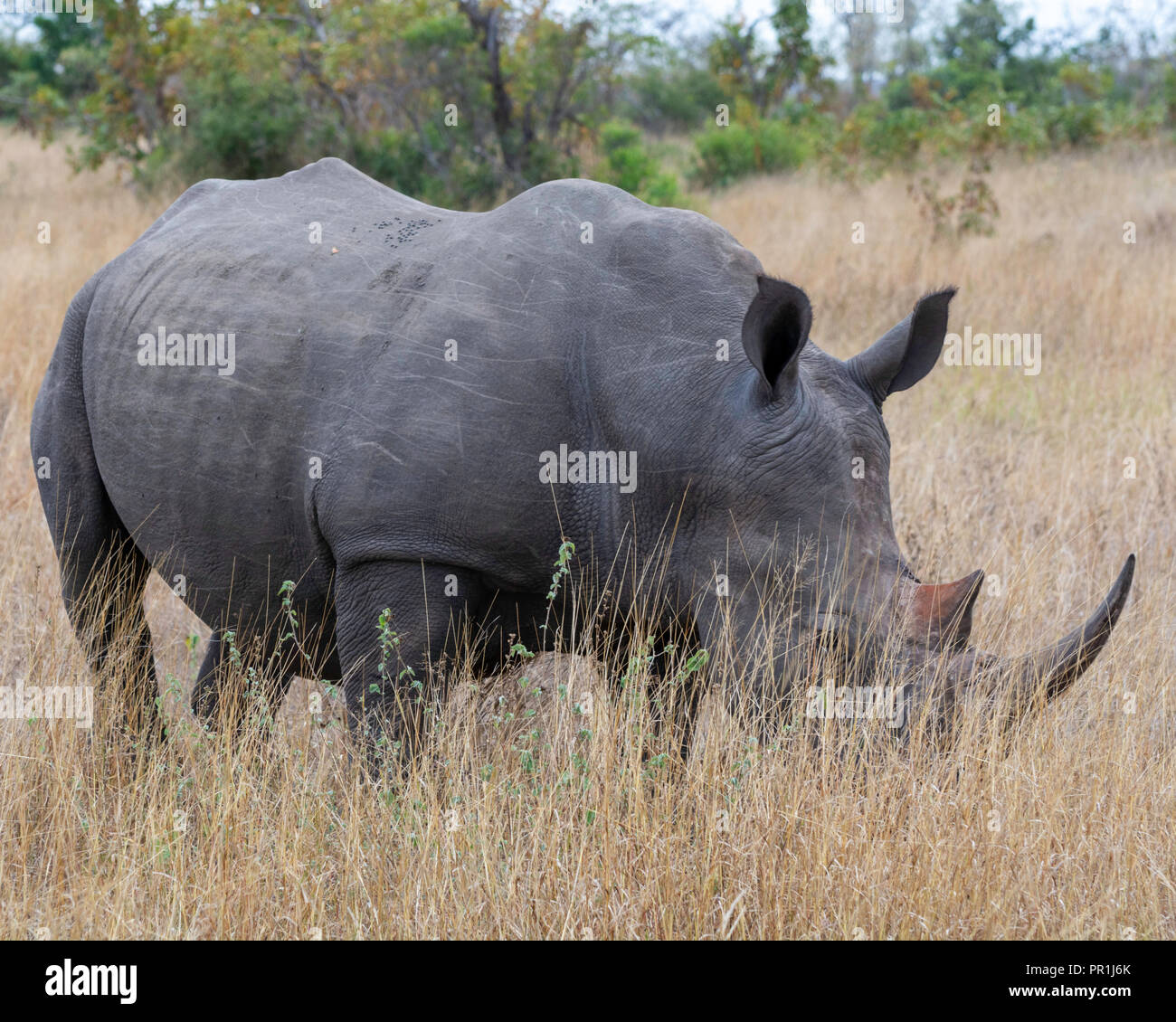 Rhinoceros bed hi-res stock photography and images - Alamy