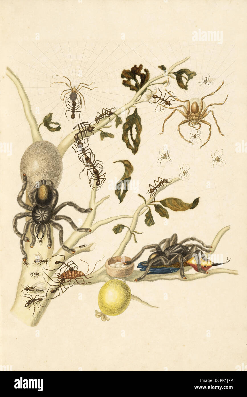 Branch of a guava tree with leaf-cutter ants, army ants, pink-toed ...