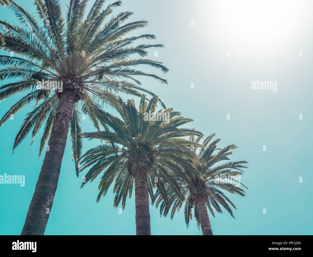 Three palms hi-res stock photography and images - Alamy