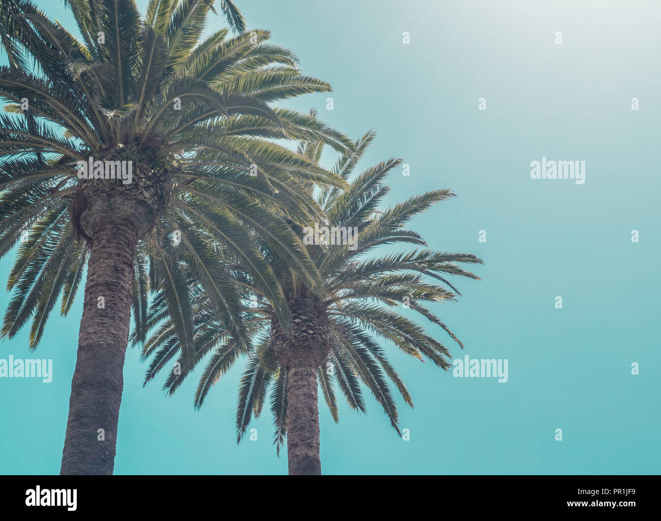 Palms on blue sky hi-res stock photography and images - Alamy