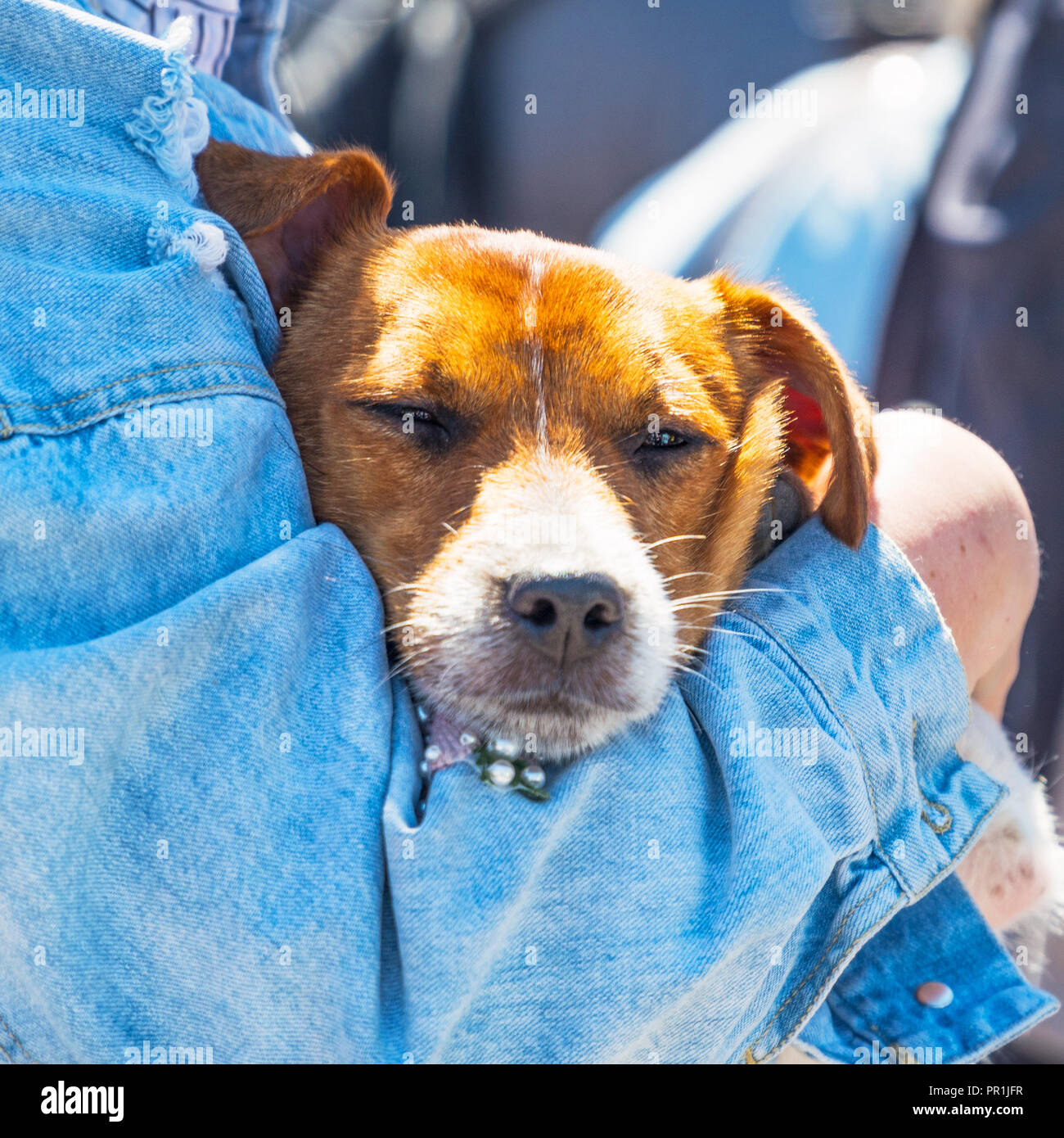 Portrait of a dog in the hands of the owner Stock Photo - Alamy