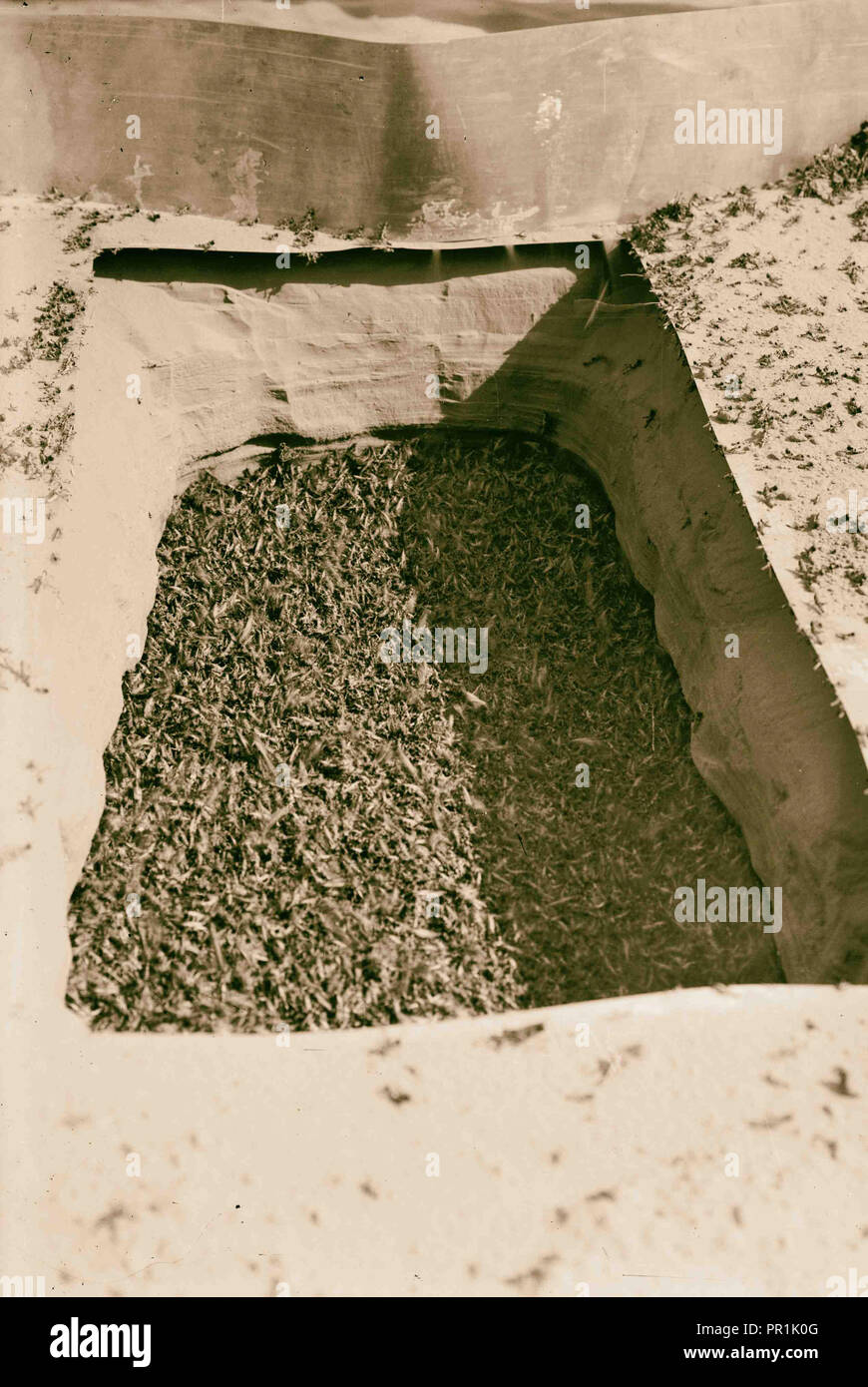 Locust plagues in Palestine. Methods of fighting the locust plague. A ...