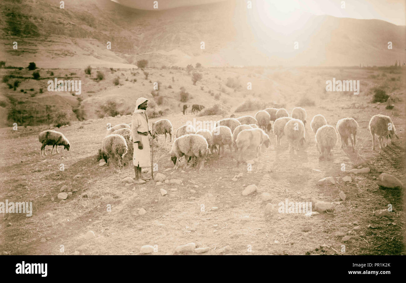 Agriculture, Shepherd scenes Sunset scene with sheep and shepherd. On ...