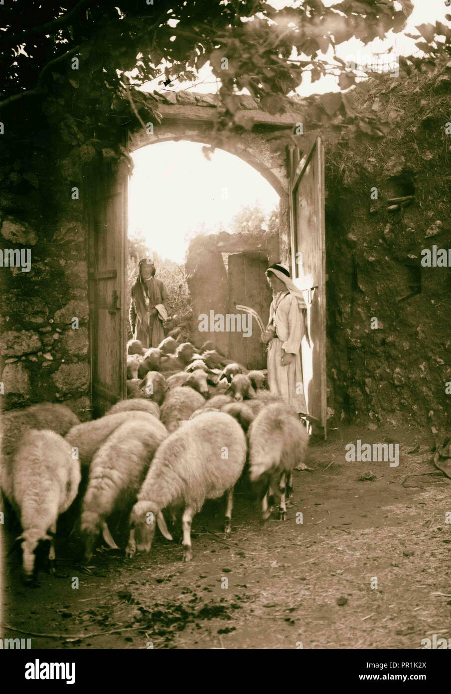 Agriculture, Shepherd scenes 'Passing under the Rod.' Ezek. 2037. Sheep ...