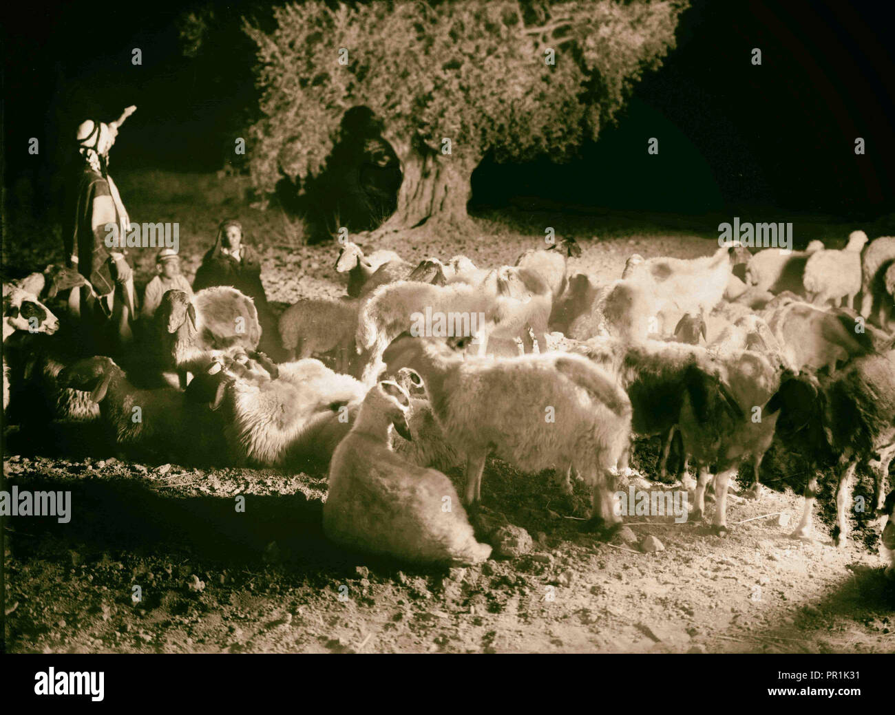 In pastoral scene shepherd hi-res stock photography and images - Alamy