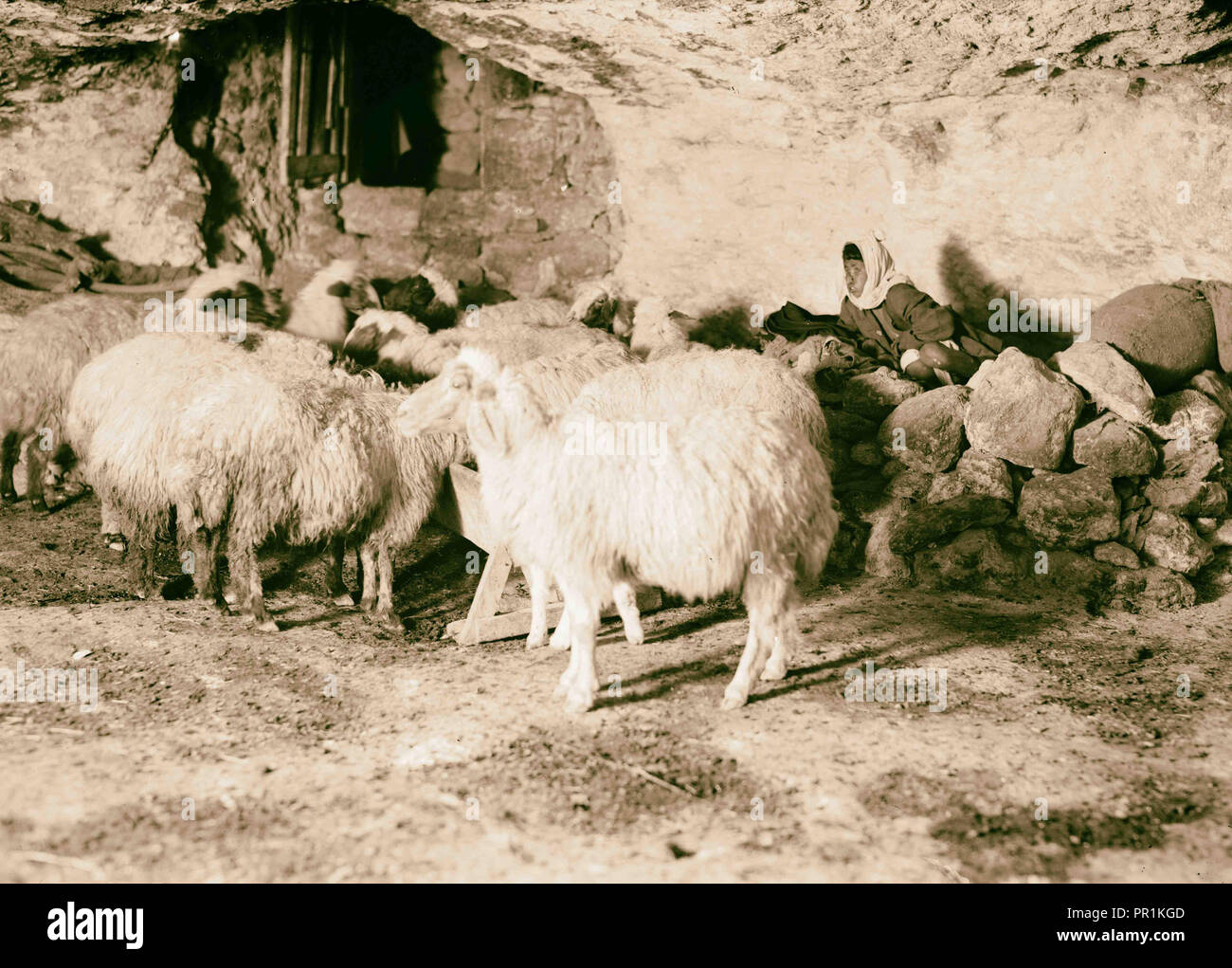 Sheep fold cave. Flash at Beit Sahurr. Shepherds' Fields. 1934, West ...