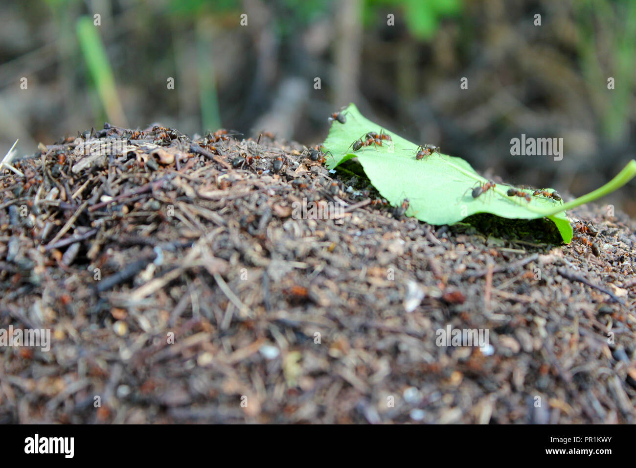 Ants leaf on white hi-res stock photography and images - Alamy