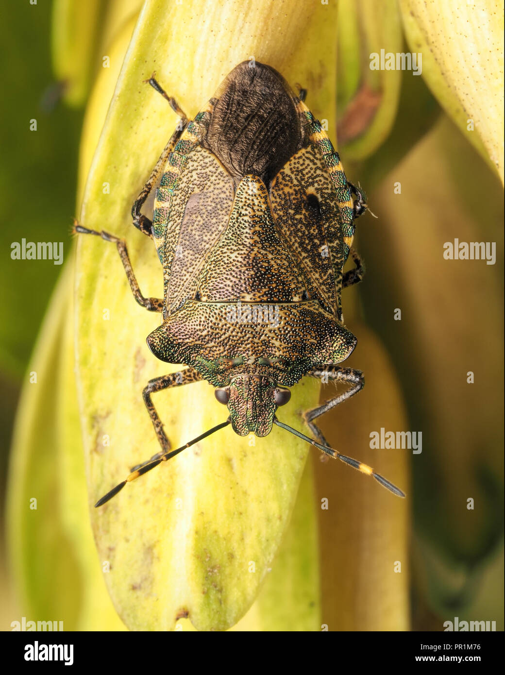 Bronze shieldbug resting on ash tree seeds hi-res stock photography and ...