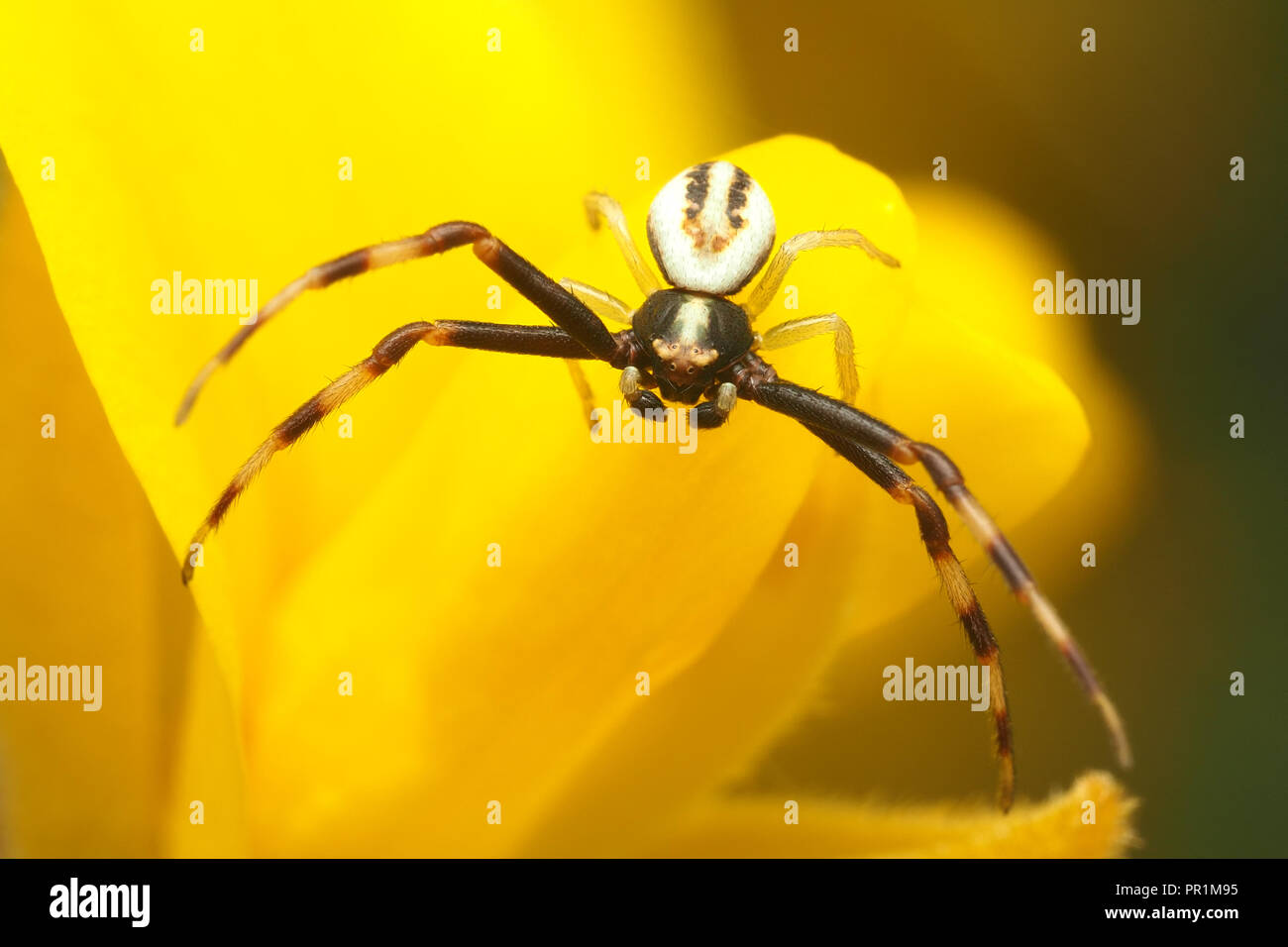 Crab Spider (Misumena vatia) male in defensive posture on gorse flower ...