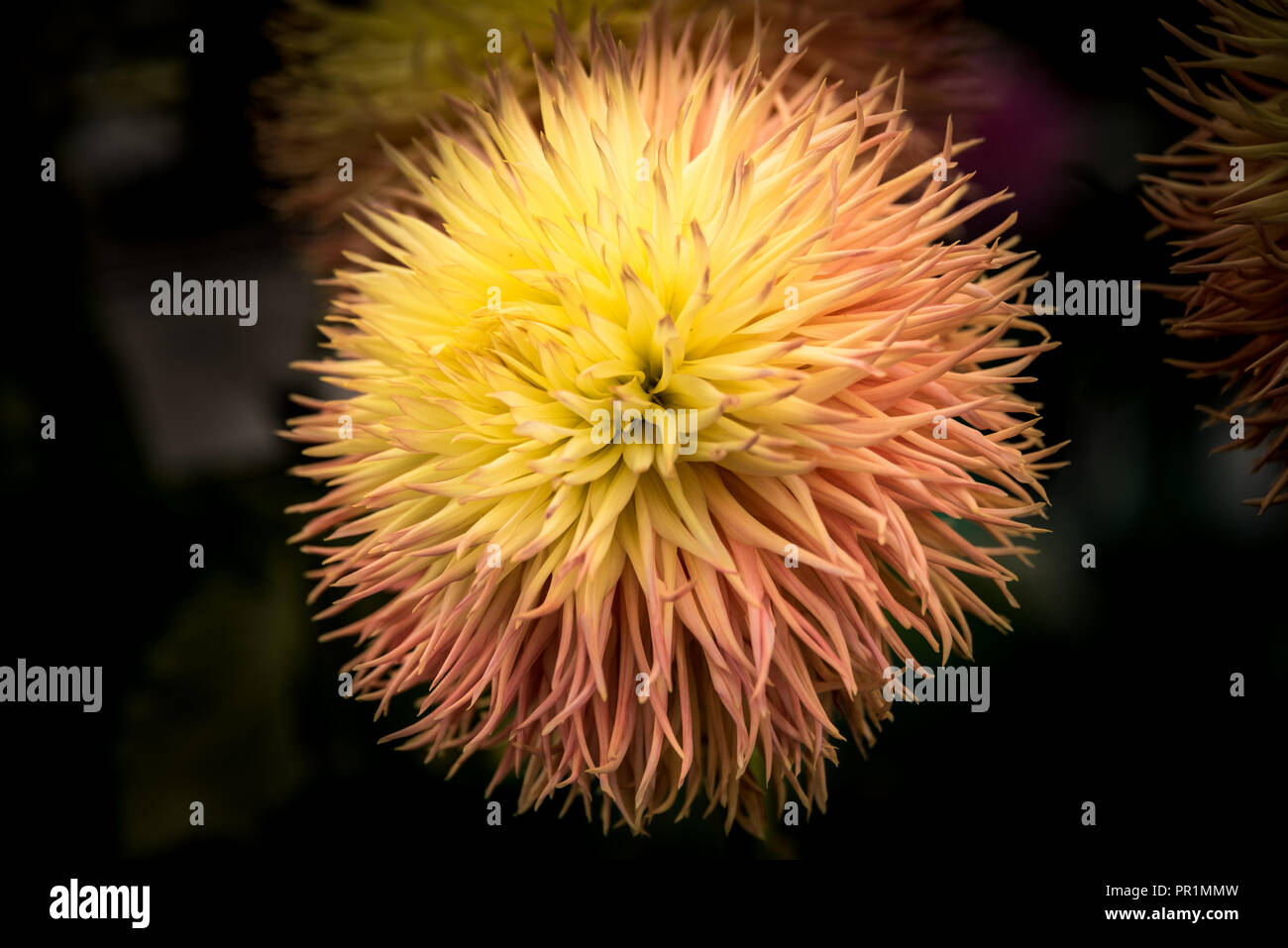 National dalia hi-res stock photography and images - Alamy