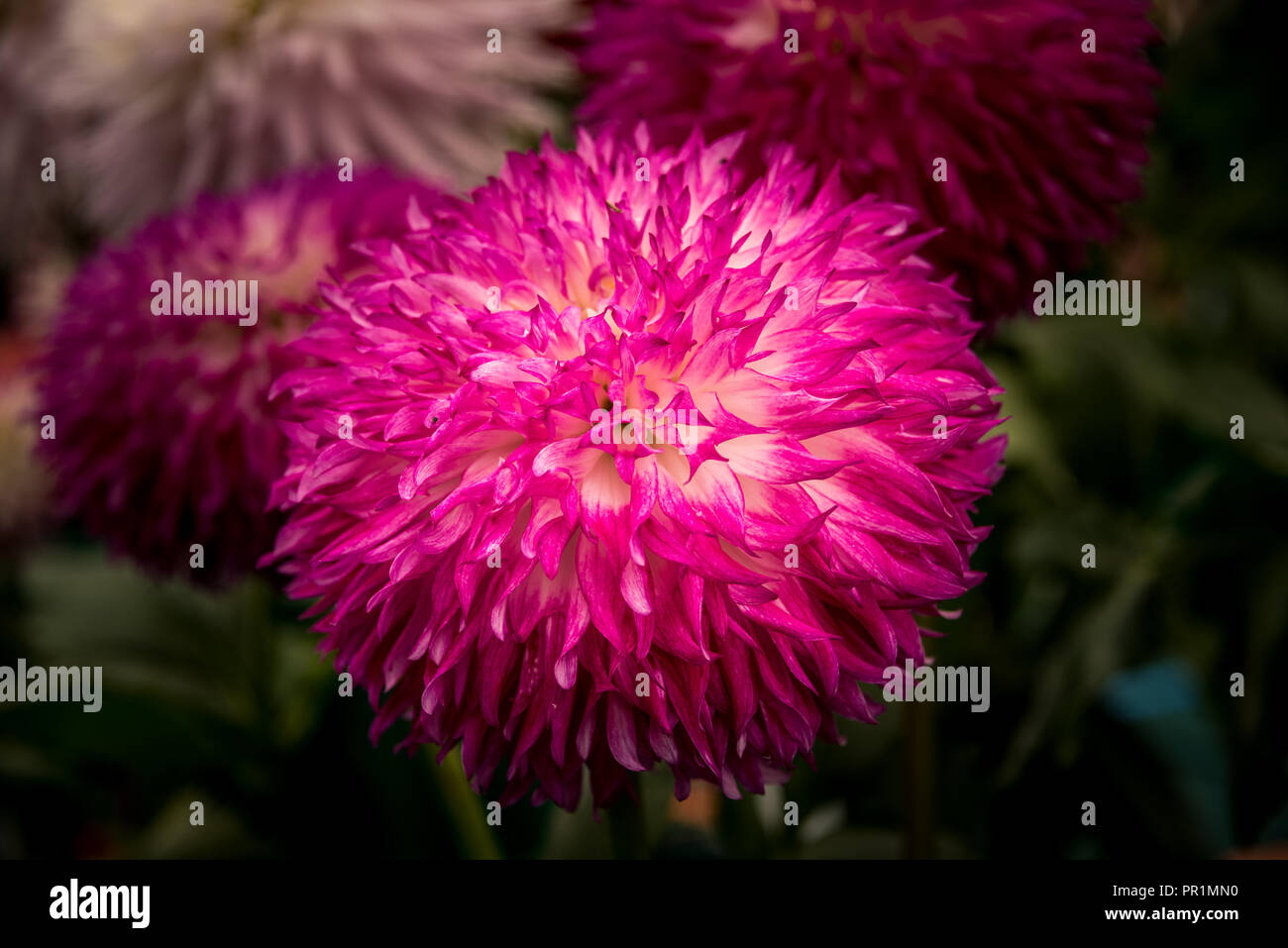 National dalia show hi-res stock photography and images - Alamy