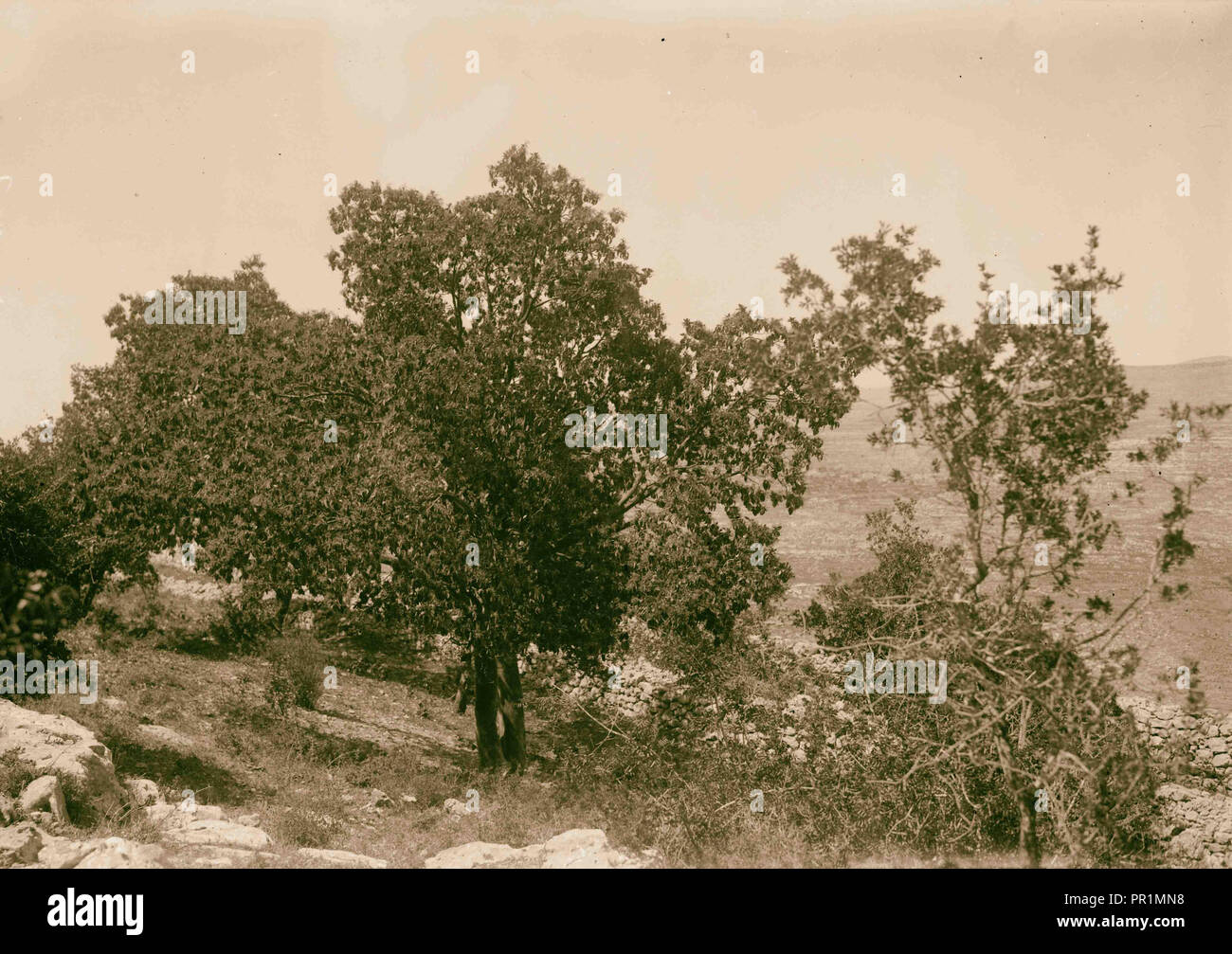 Trees and shrubs. Strawberry tree (Arbutus Andrachne L.). 1900, Middle ...