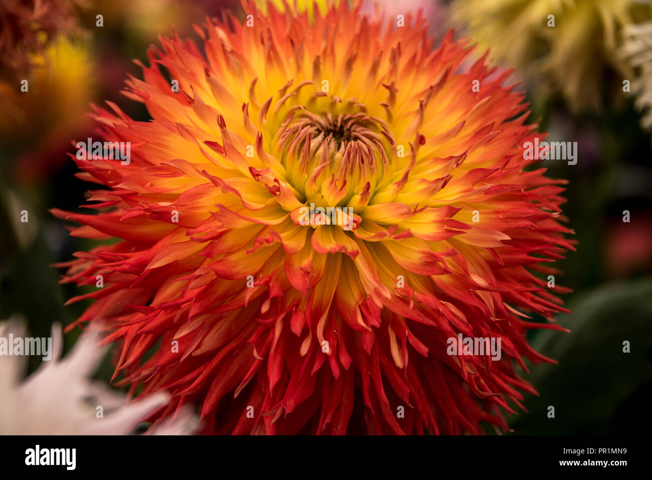 The national dalia show hi-res stock photography and images - Alamy