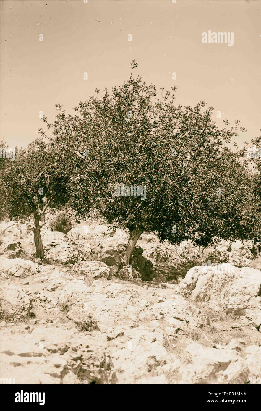 Trees and shrubs. Strawberry tree (Arbutus Andrachne L.). 1900, Middle ...