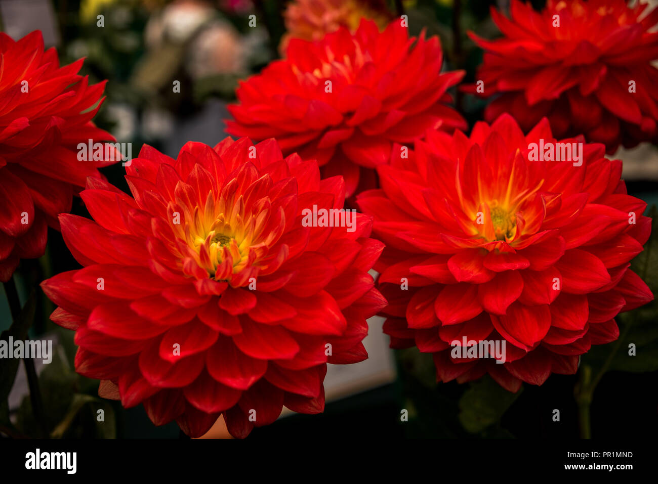 National dalia show hi-res stock photography and images - Alamy