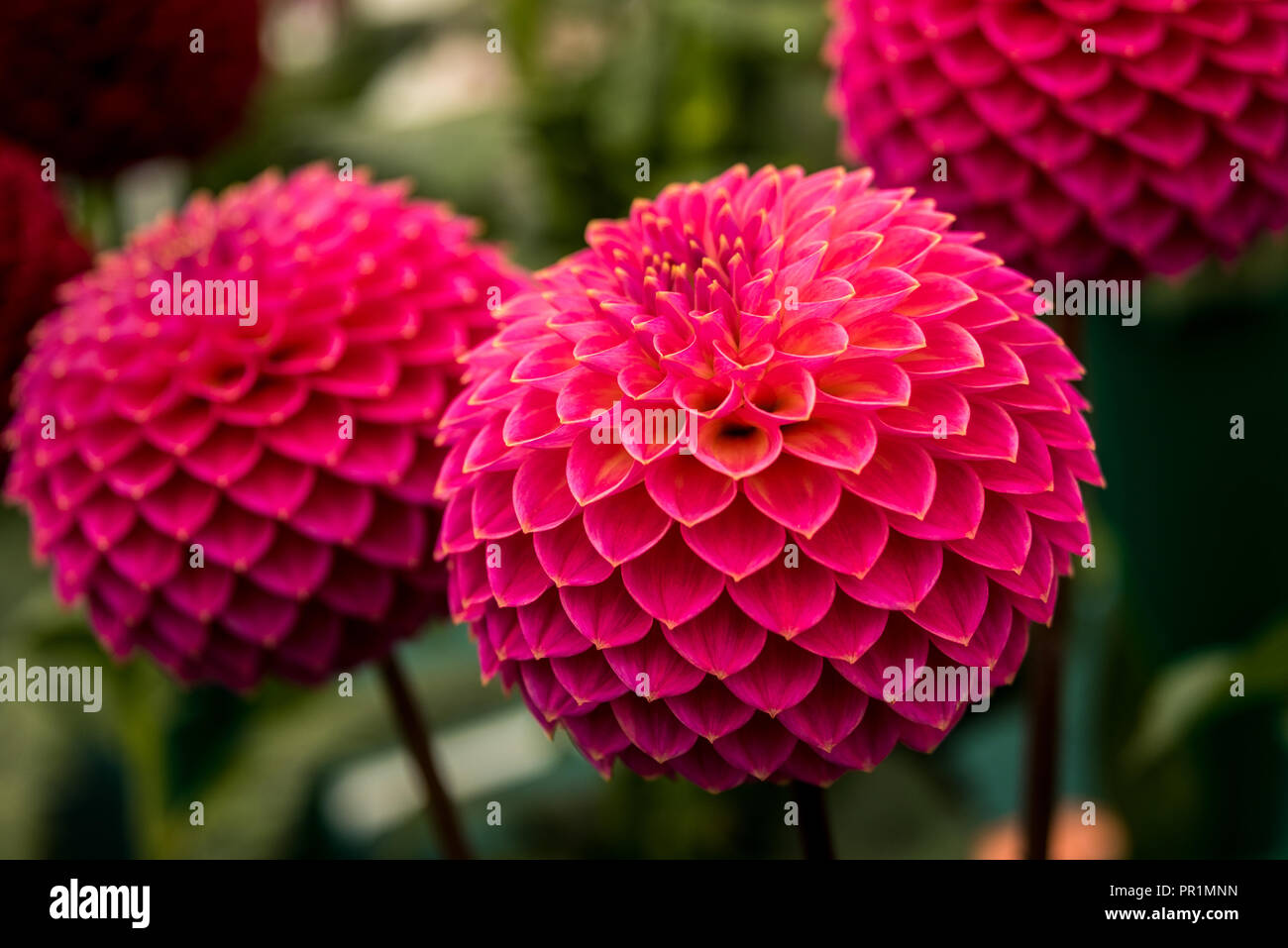 National dalia hi-res stock photography and images - Alamy