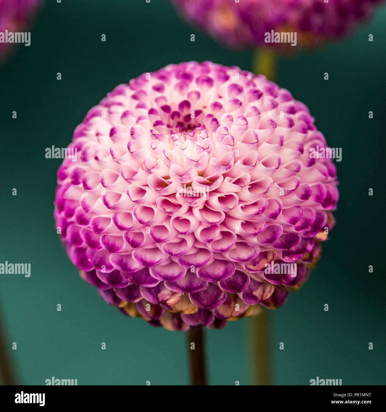 National dalia hi-res stock photography and images - Alamy