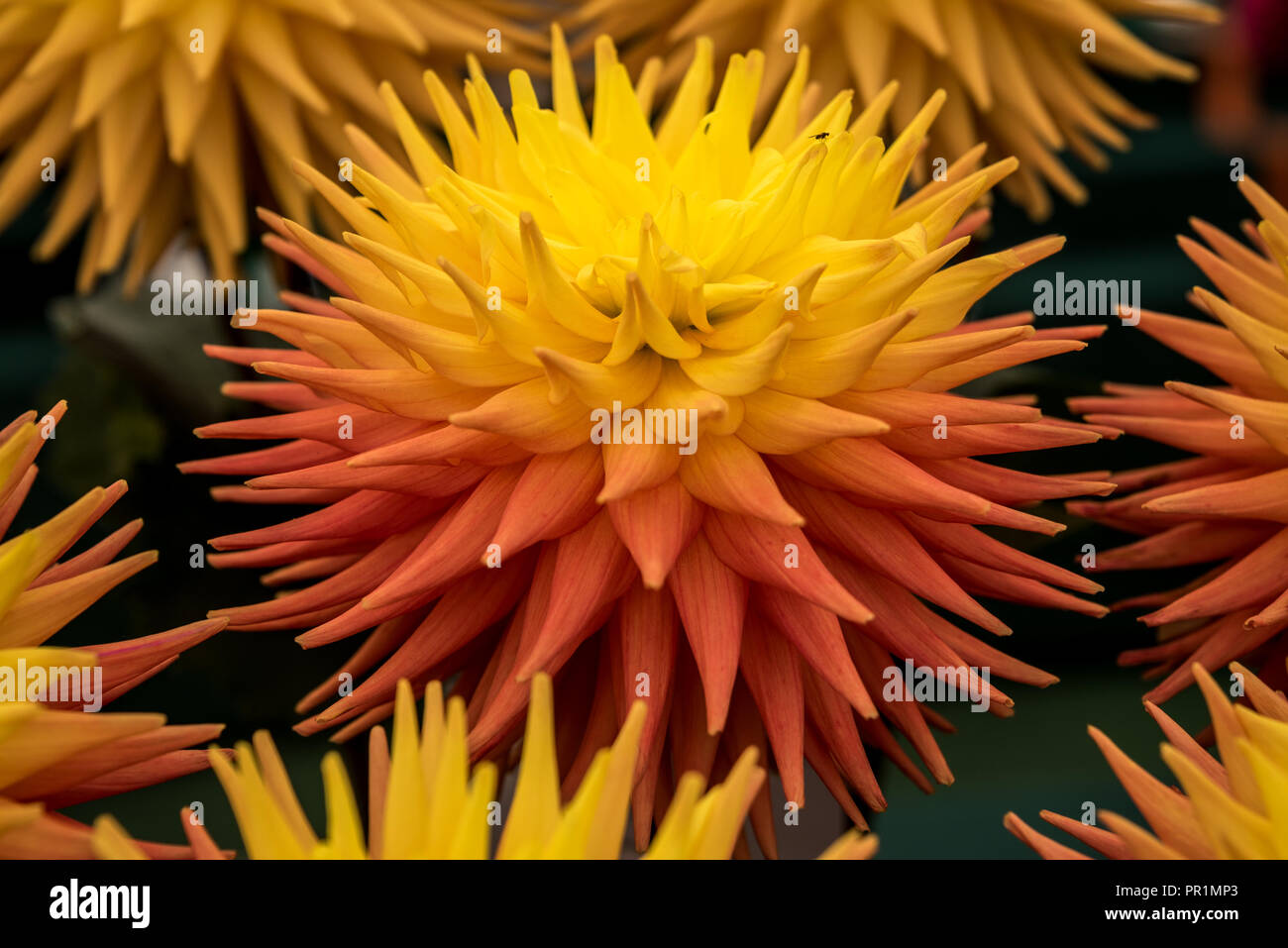 National dalia hi-res stock photography and images - Alamy