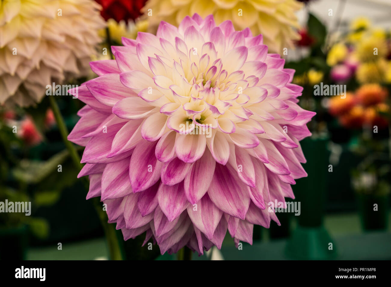 The national dalia show hi-res stock photography and images - Alamy