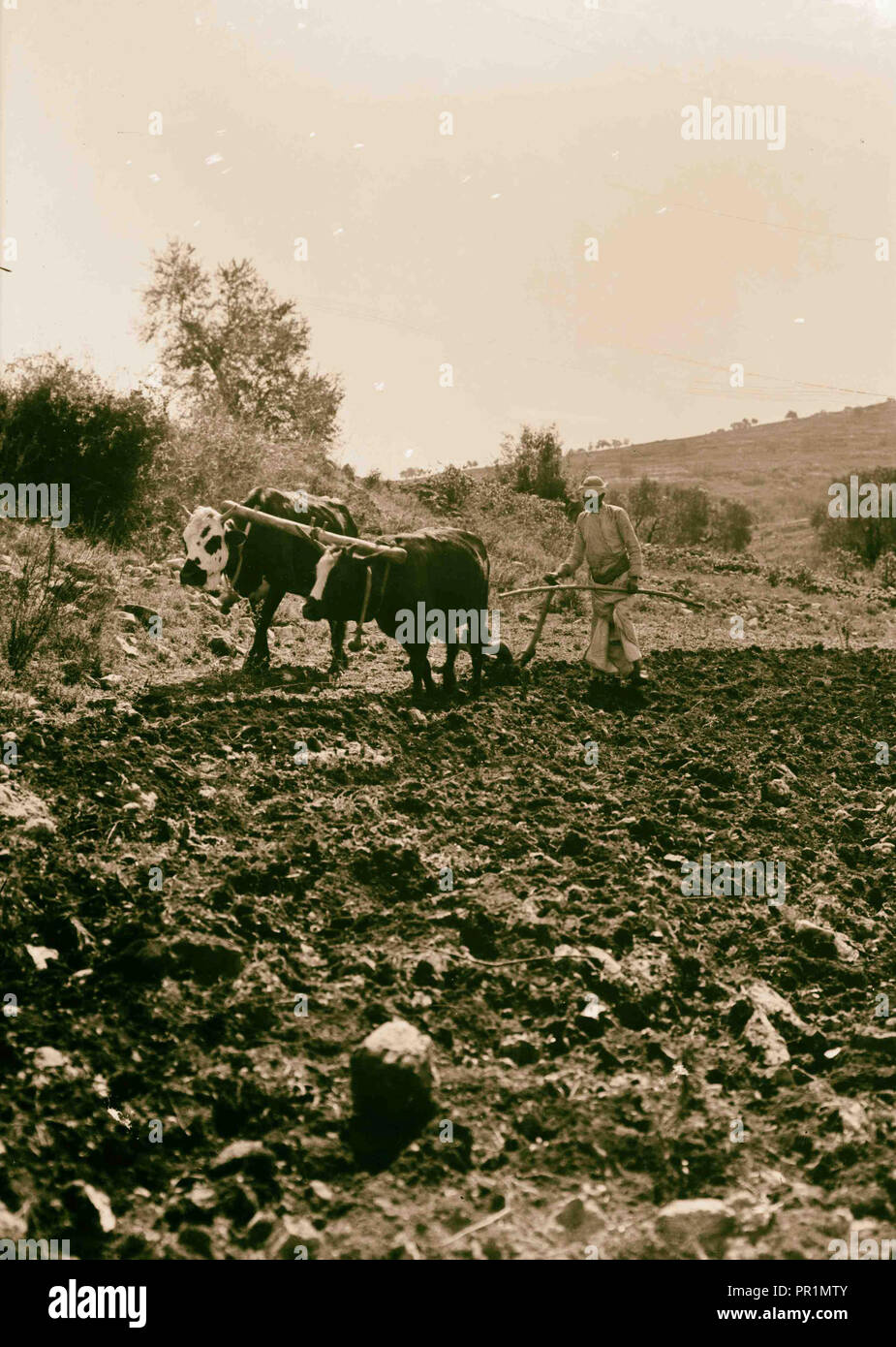 Oxen yoke hi-res stock photography and images - Alamy