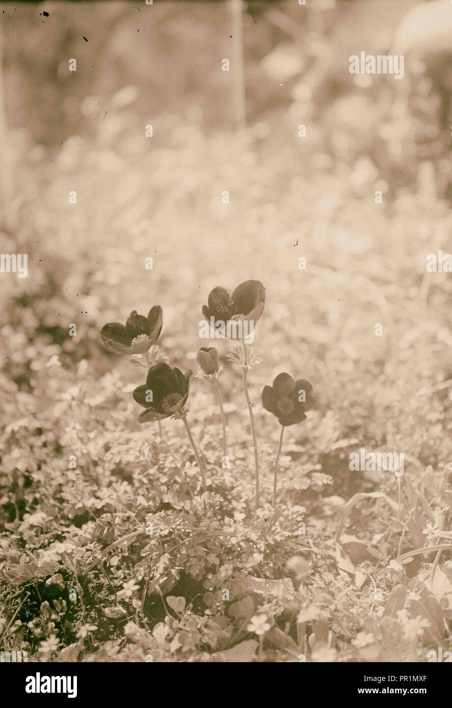 Wild flowers of Palestine. (Taken in their natural settings) 'Lily of ...