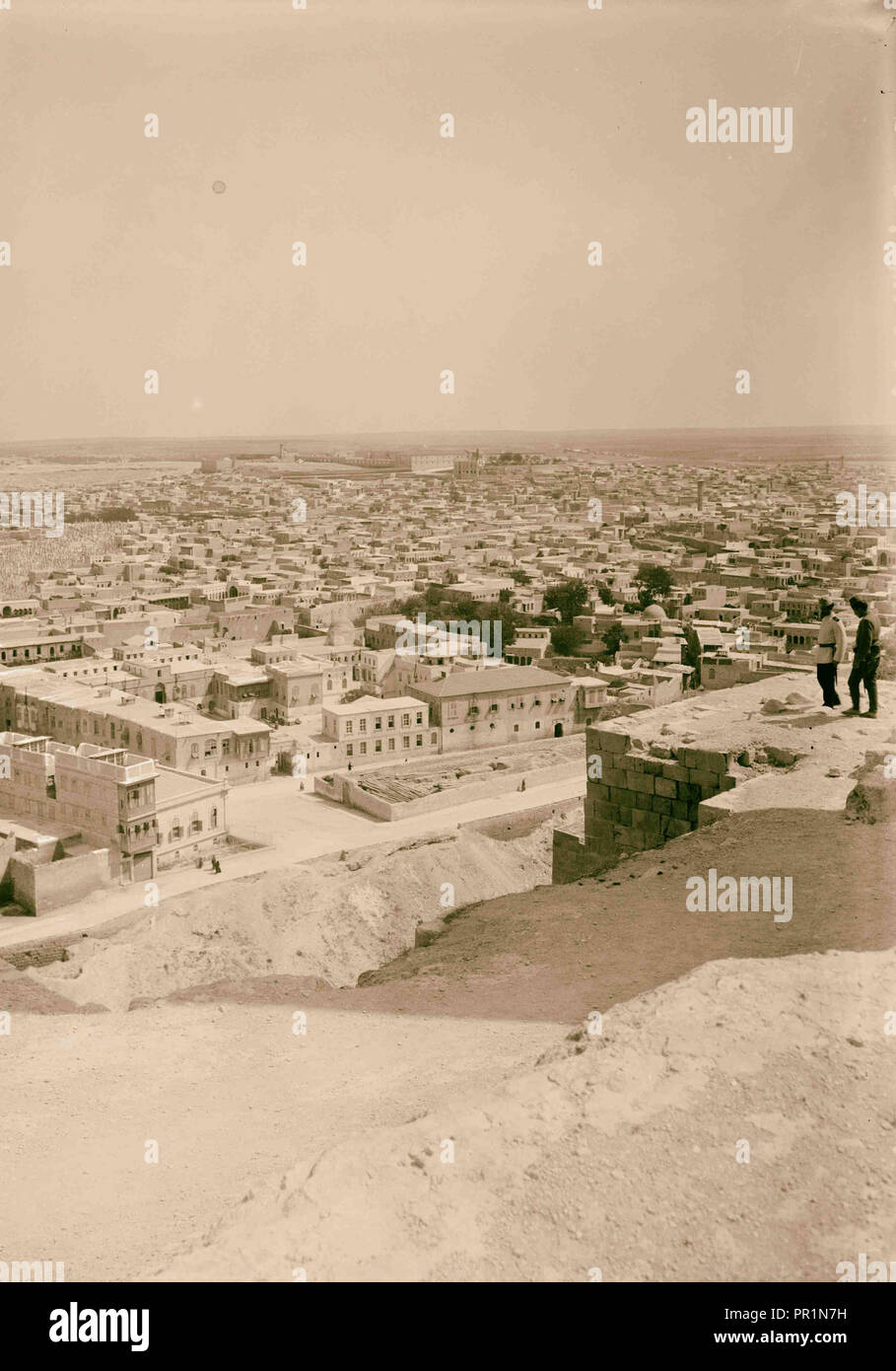 Birds of syria hi-res stock photography and images - Alamy