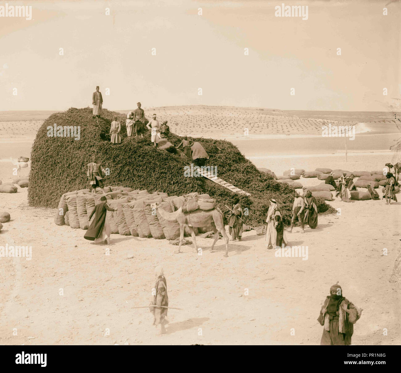Piling licorice root at Aleppo. 1900, Syria, Aleppo Stock Photo - Alamy