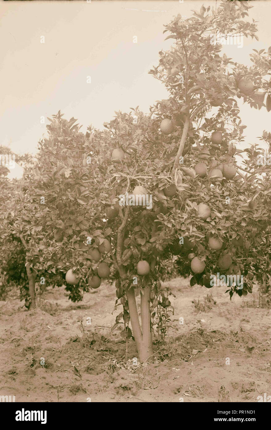Packing of oranges hi-res stock photography and images - Alamy