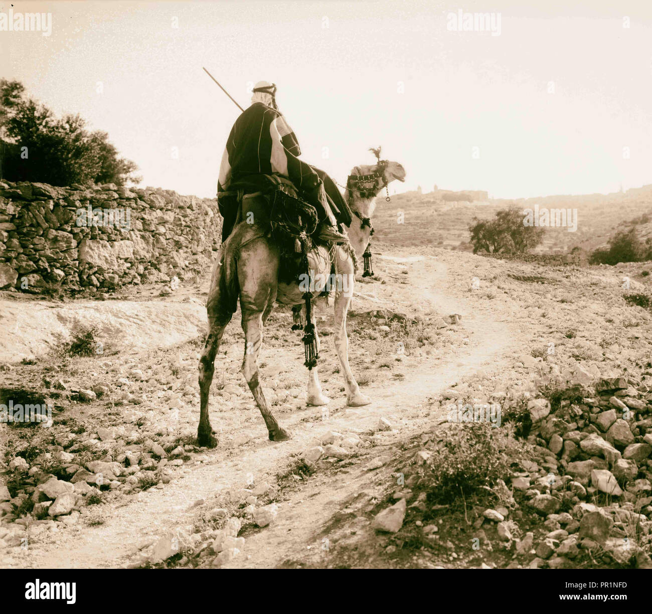 Camel in bethlehem hi-res stock photography and images - Alamy