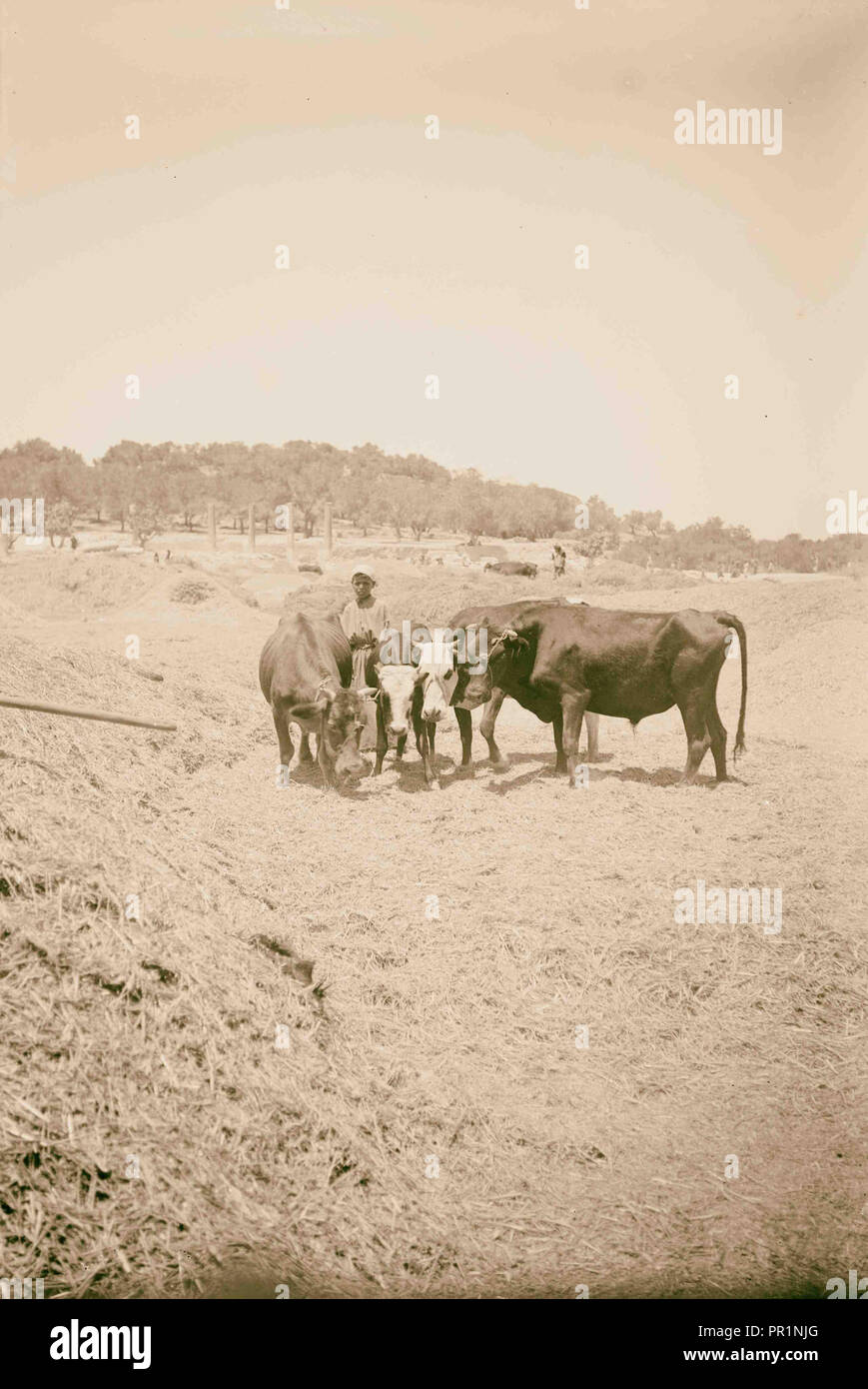 Threshing with cattle?. 1898, Middle East, Israel and/or Palestine ...