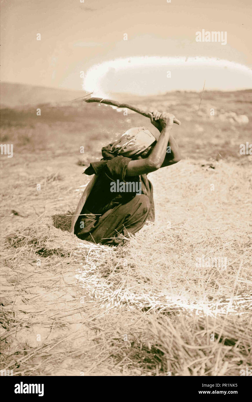 Woman threshing with flail. 1900 Stock Photo - Alamy