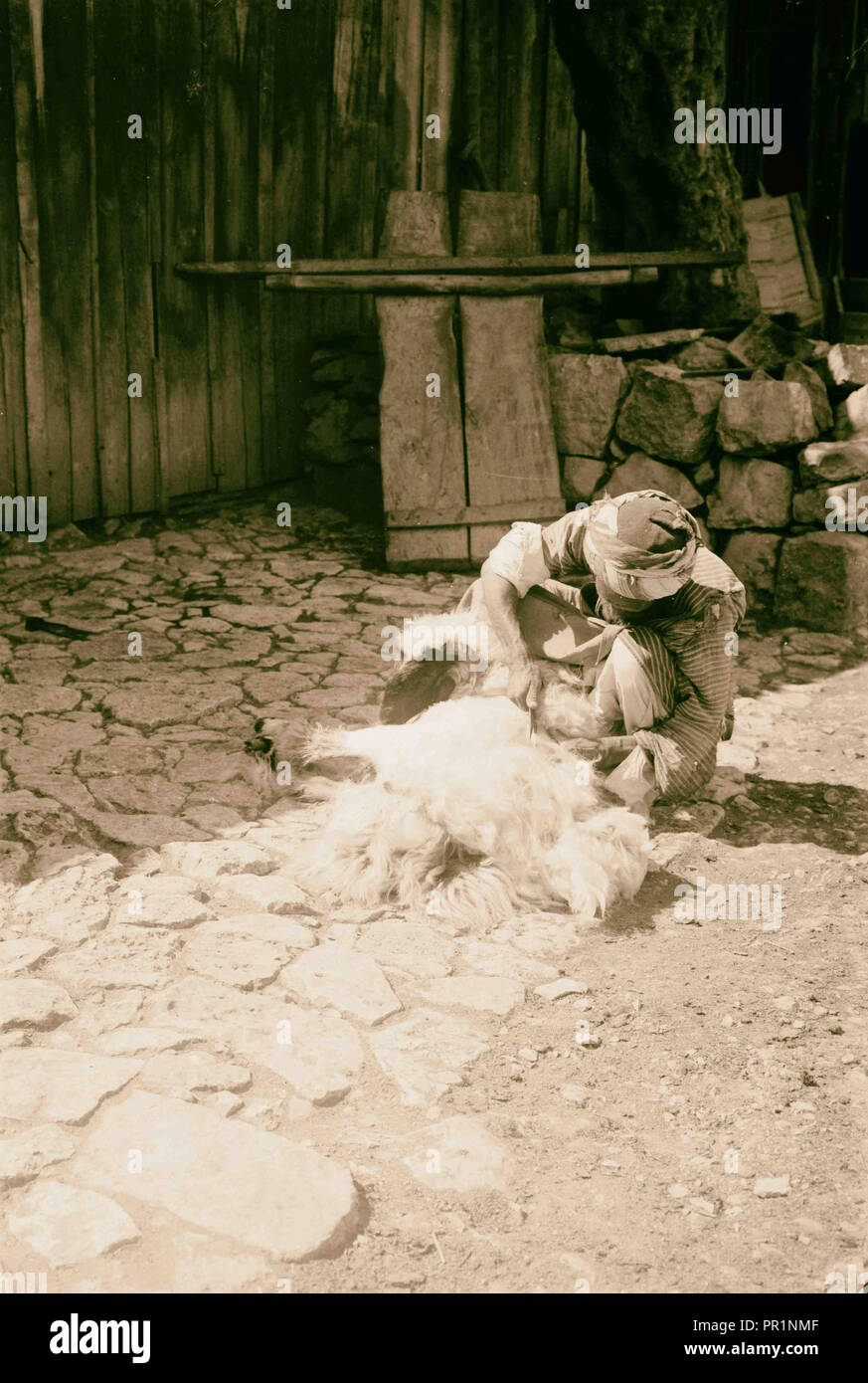 Sheep shearing 1898, Middle East, Israel and/or Palestine Stock Photo - Alamy