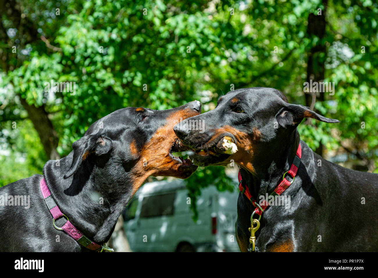 Doberman Dog Attacks