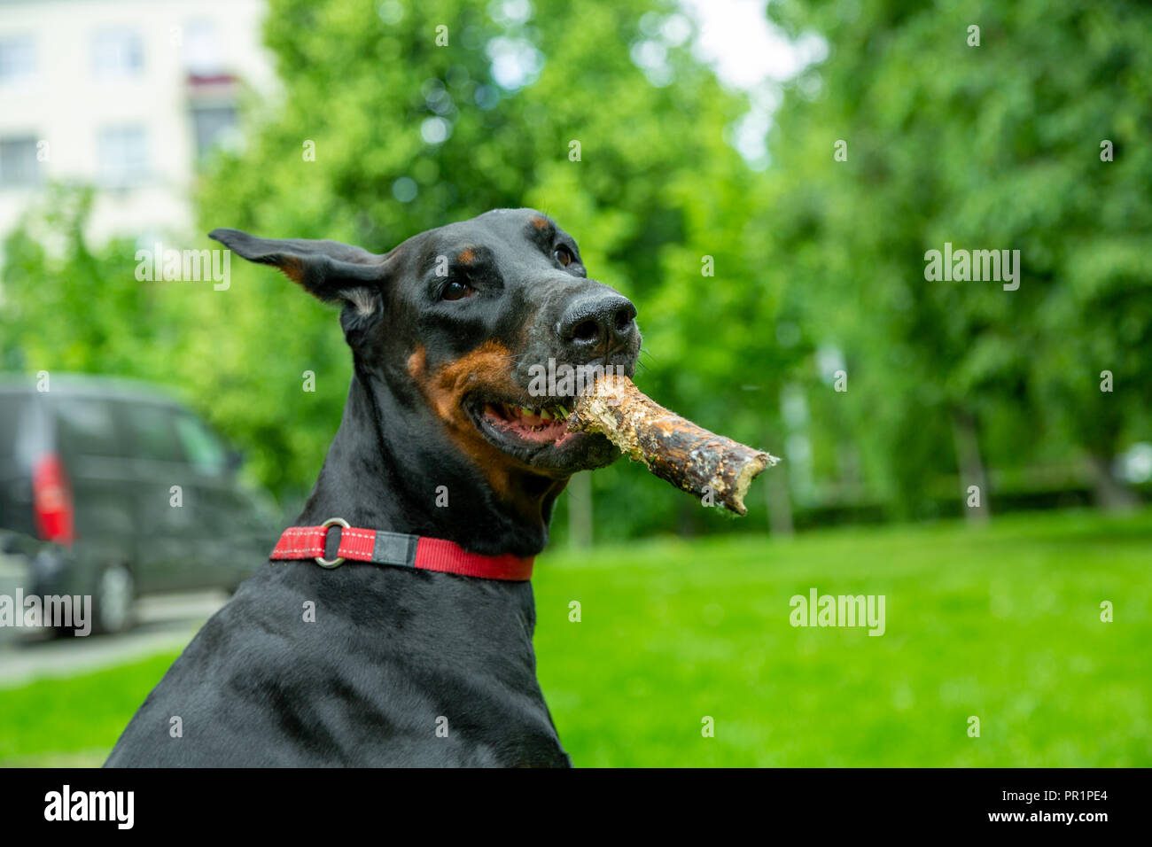 Dobermann pincher hi-res stock photography and images - Alamy