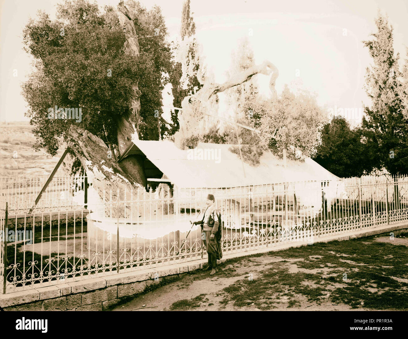 Hebron (El-Khalil). Abraham's Oak Stock Photo - Alamy