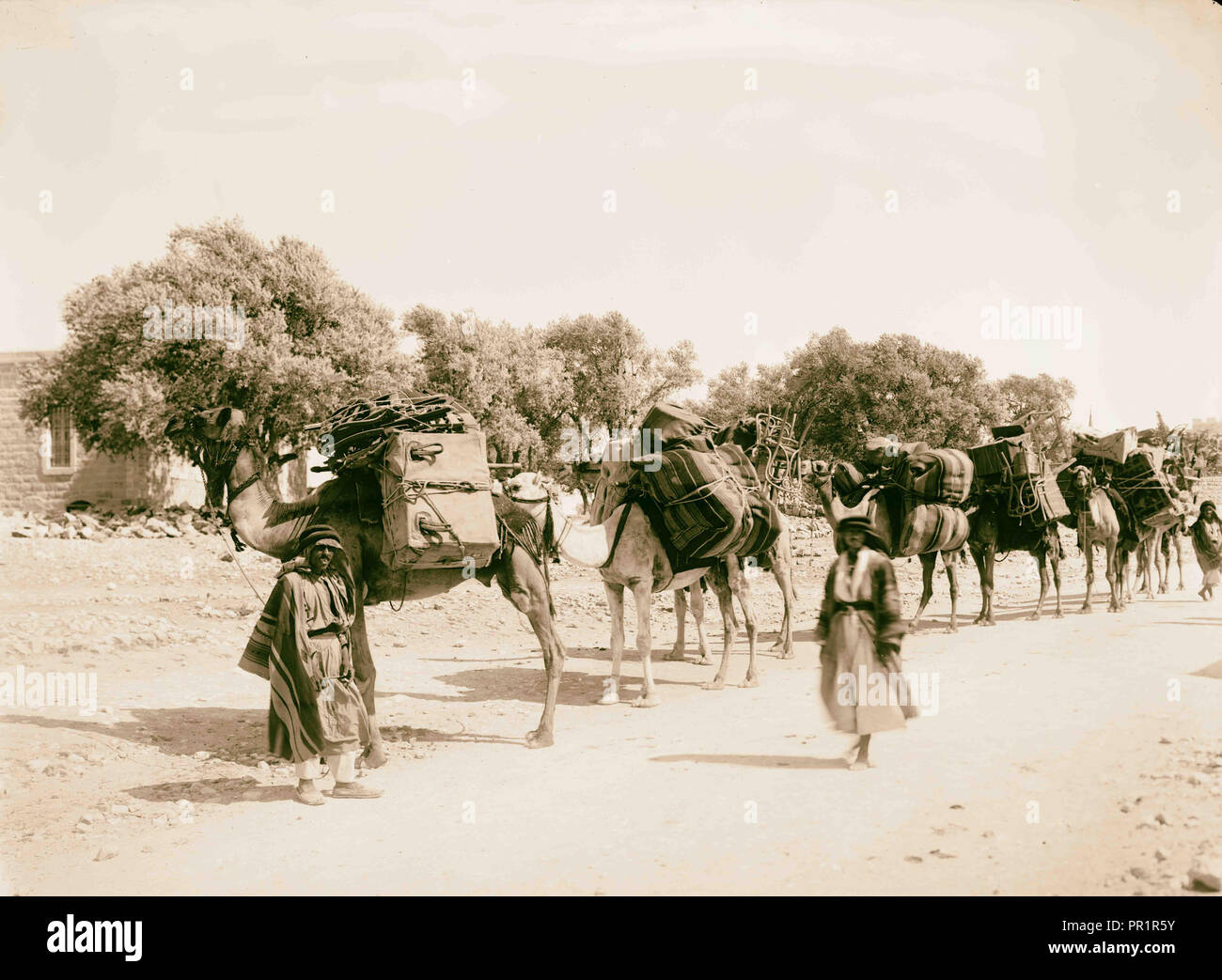 Line of camels American Colony, Jerusalem. 1898, Israel Stock Photo - Alamy