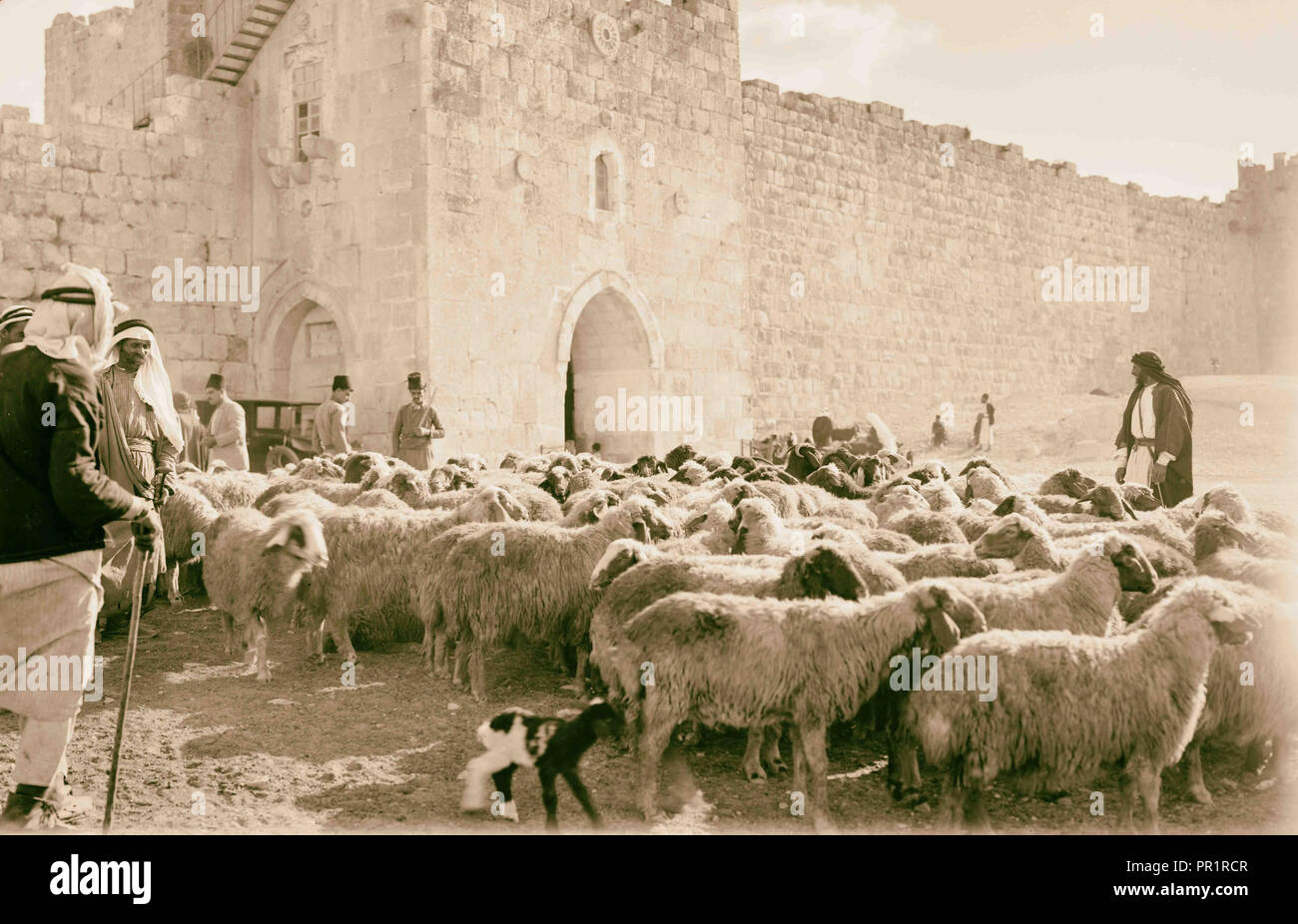 Sheep market outside Herod's Gate. 1898, Jerusalem, Israel Stock Photo ...
