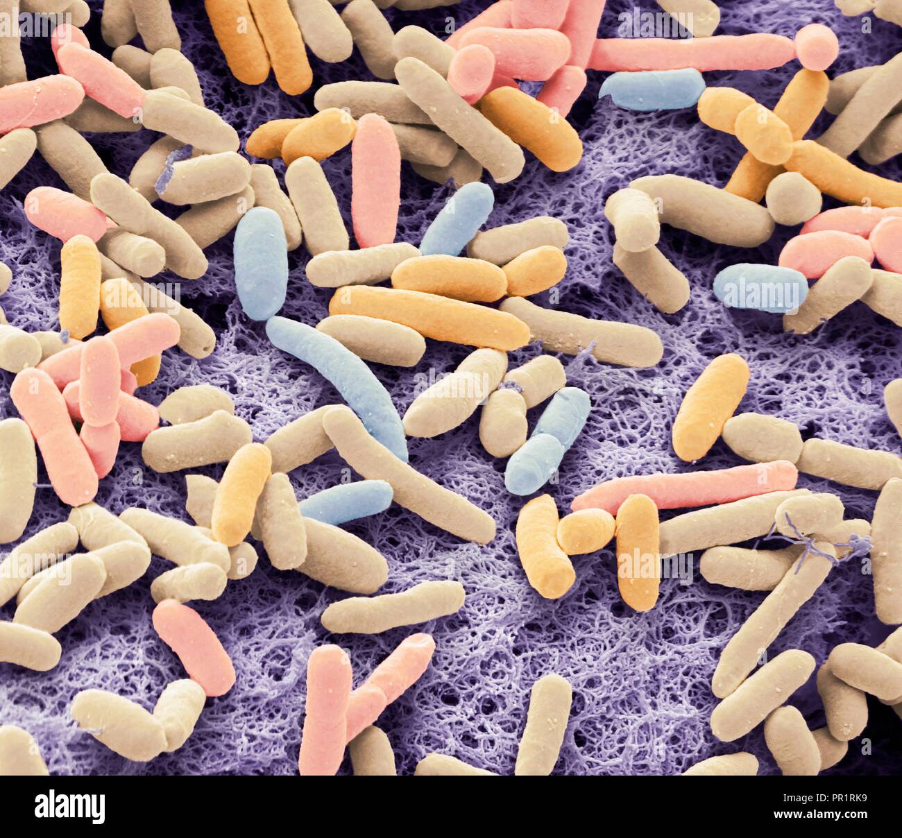 E.coli bacteria. Coloured scanning electron micrograph of the rod ...