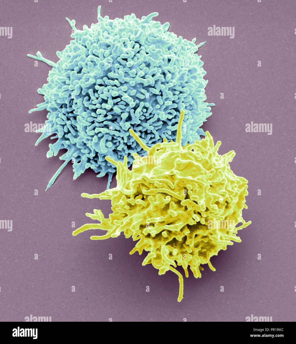 Sem of a t cell hi-res stock photography and images - Alamy