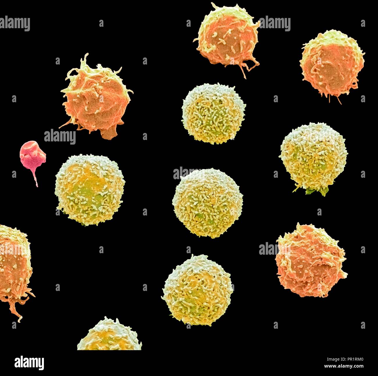 Platelets Under Microscope